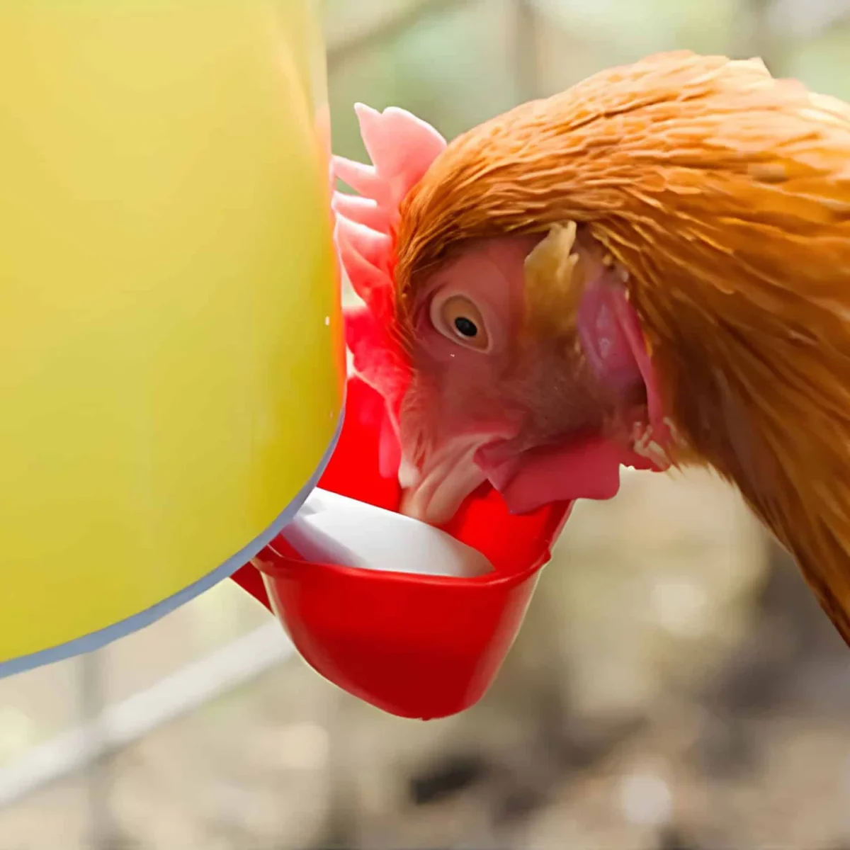 Chook Tower Tall Poultry Drinker - Caloundra Produce and Landscaping